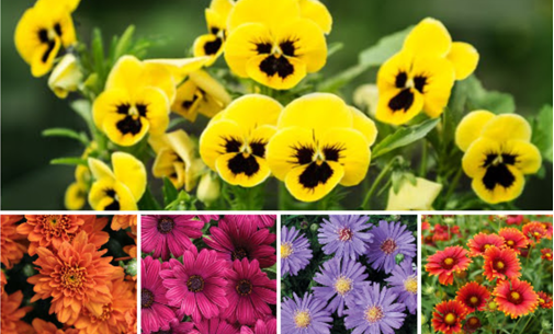 Plant in Fall. Enjoy in Spring! - Bestyard